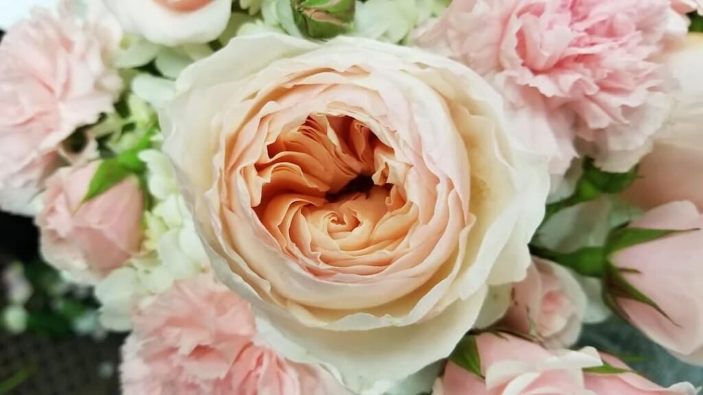 Top 10 Most Expensive Plants in the World