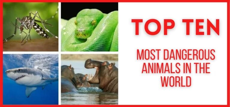 Top 10 Most Dangerous animals in the World